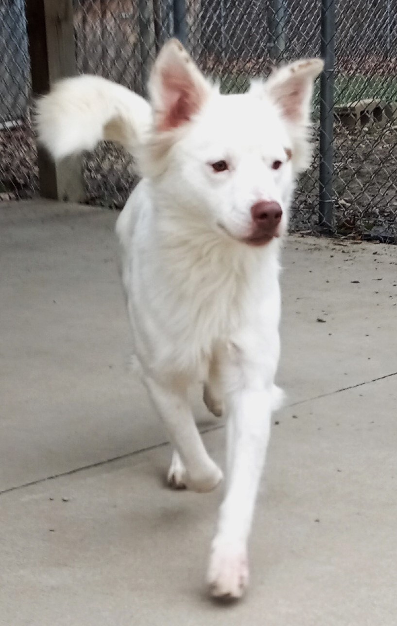 Comet Is NCCR Dog Of The Week | News, Sports, Jobs - Post Journal